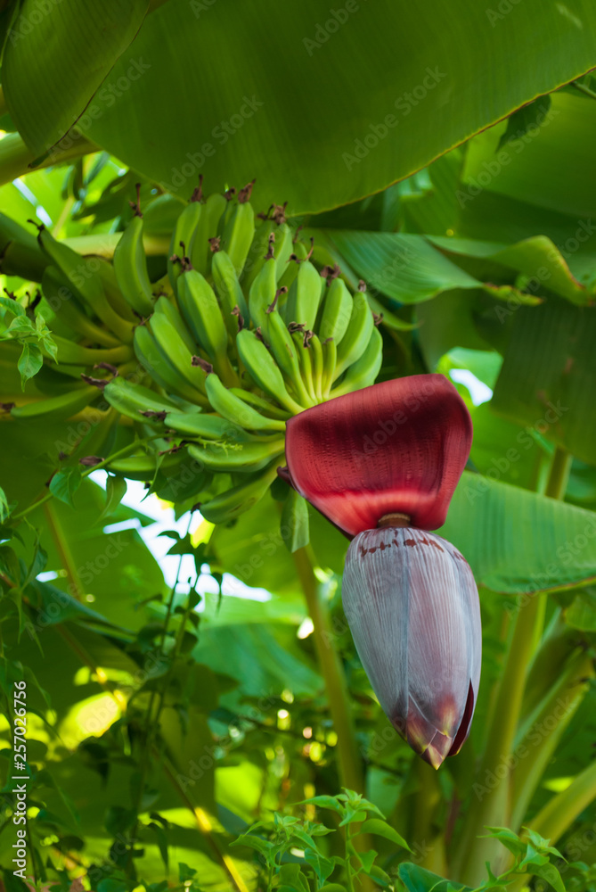 Banana Fruit Tree