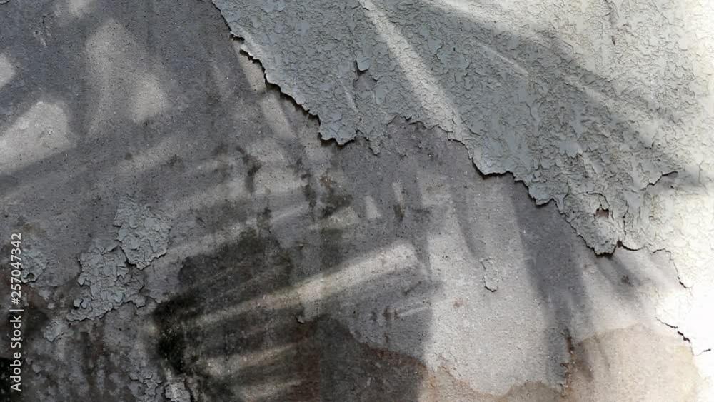 Vidéo Stock Manila palm tree shadows reflected on the old concrete wall ...