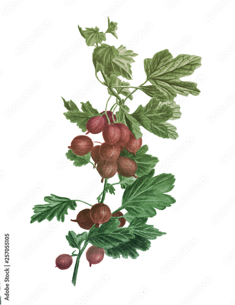 Beautiful watercolor gooseberry red branch.Hand-drawn plant isolated on ...
