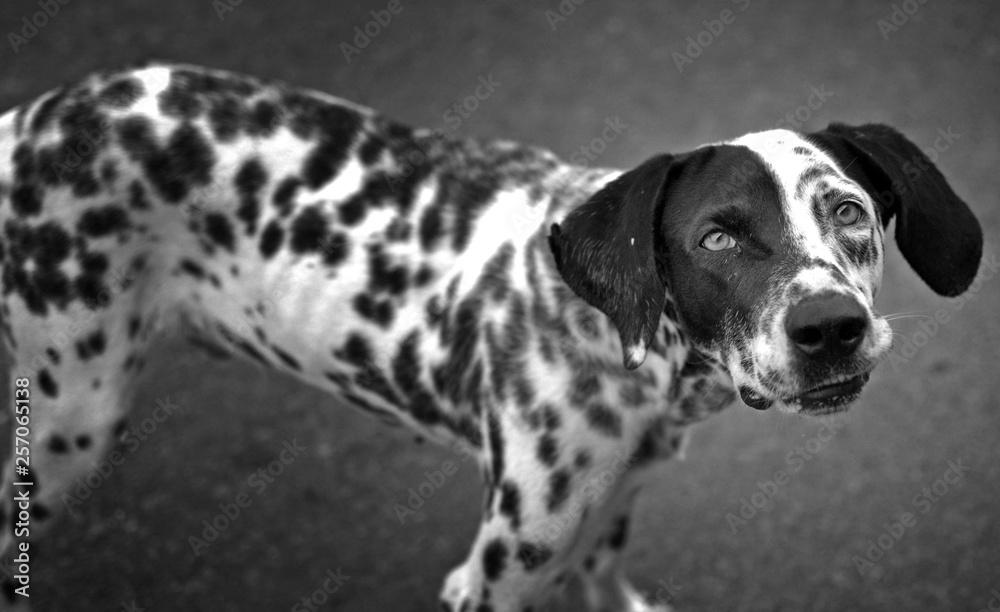 Perro callejero en blanco y negro. Perro dalmata manchado de la calle ...