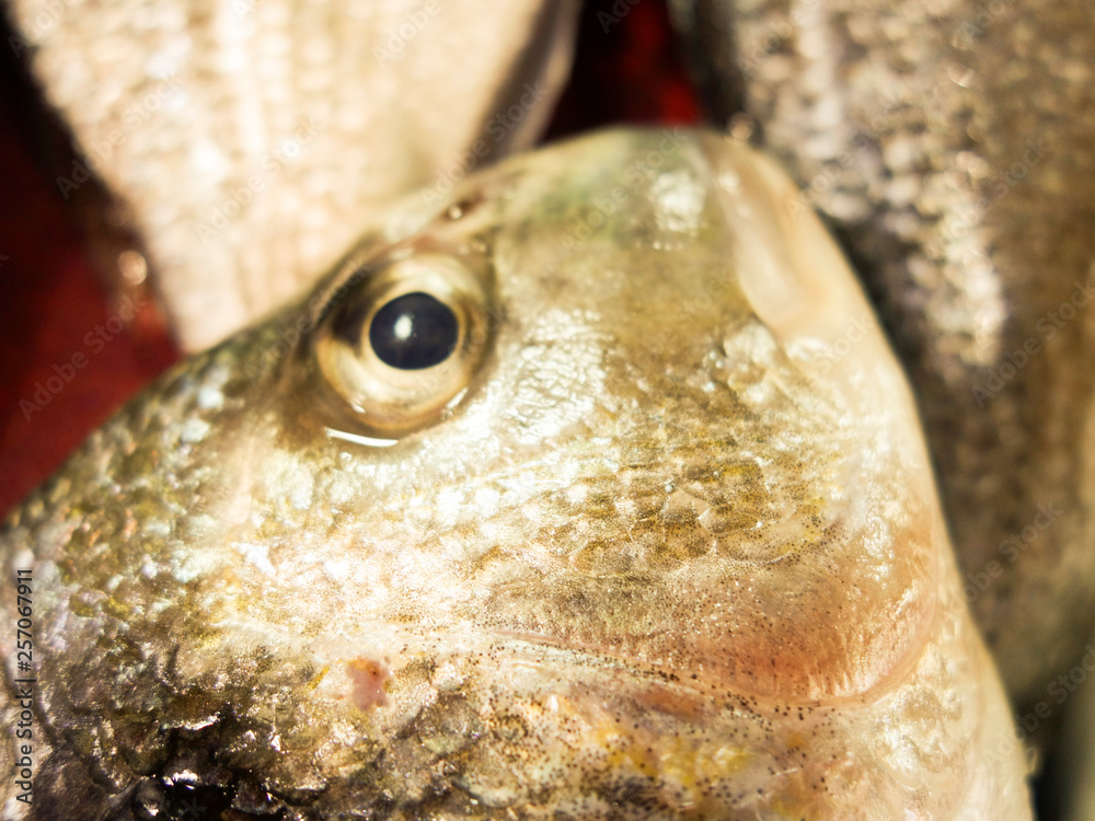 Cupra,fish,fresh Stock Photo | Adobe Stock