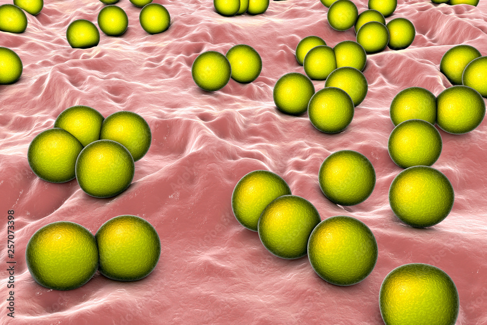 Bacteria Micrococcus luteus, 3D illustration. Gram-positive cocci ...