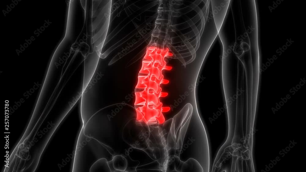 Human Skeleton System Vertebral Column Lumbar Vertebrae Anatomy vídeo ...