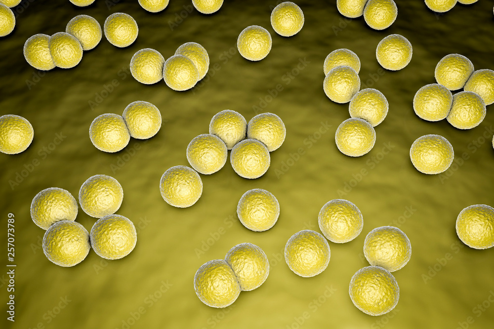 Bacteria Micrococcus luteus, 3D illustration. Gram-positive cocci ...