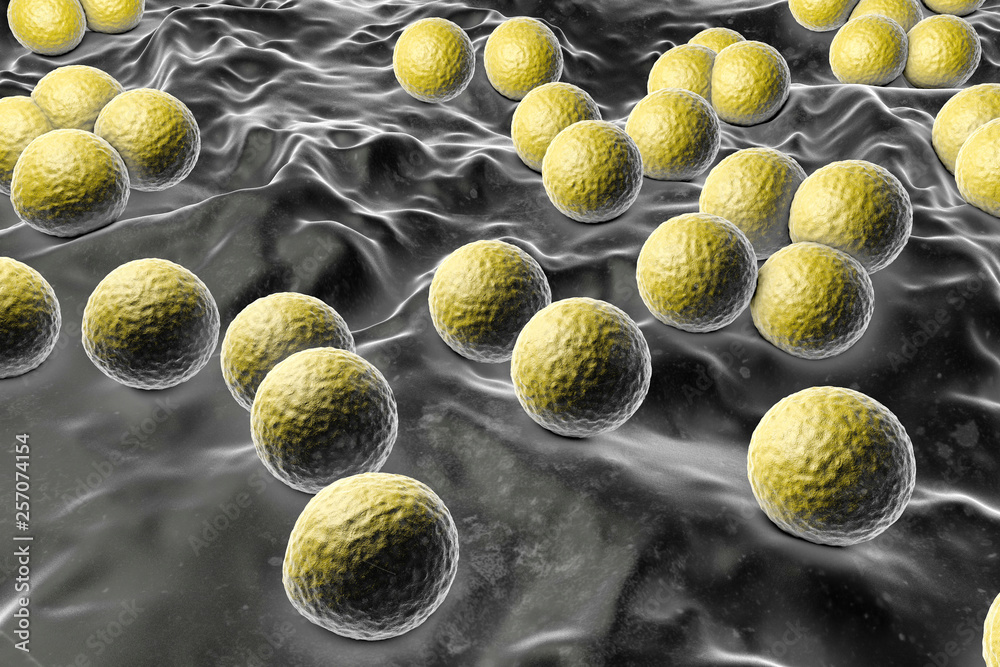 Bacteria Micrococcus luteus, 3D illustration. Gram-positive cocci ...