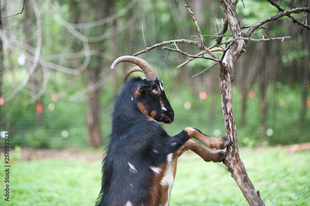 Male Nigerian Dwarf Goats