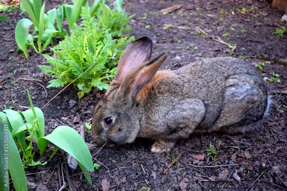 The Flemish Giant rabbit is a very large breed of domestic rabbit, and ...