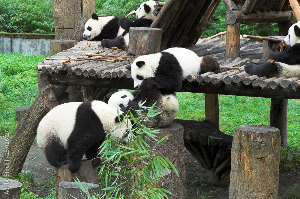 Wolong China, Giant Panda juveniles playing on platform Stock Photo ...
