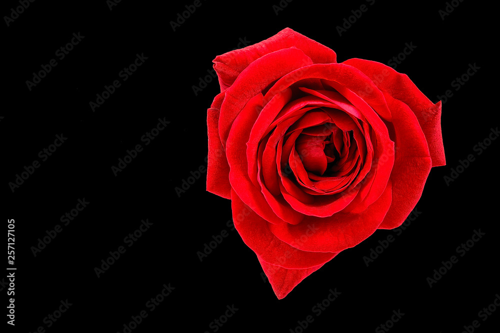 Single Red Rose Black Background Stock Photo