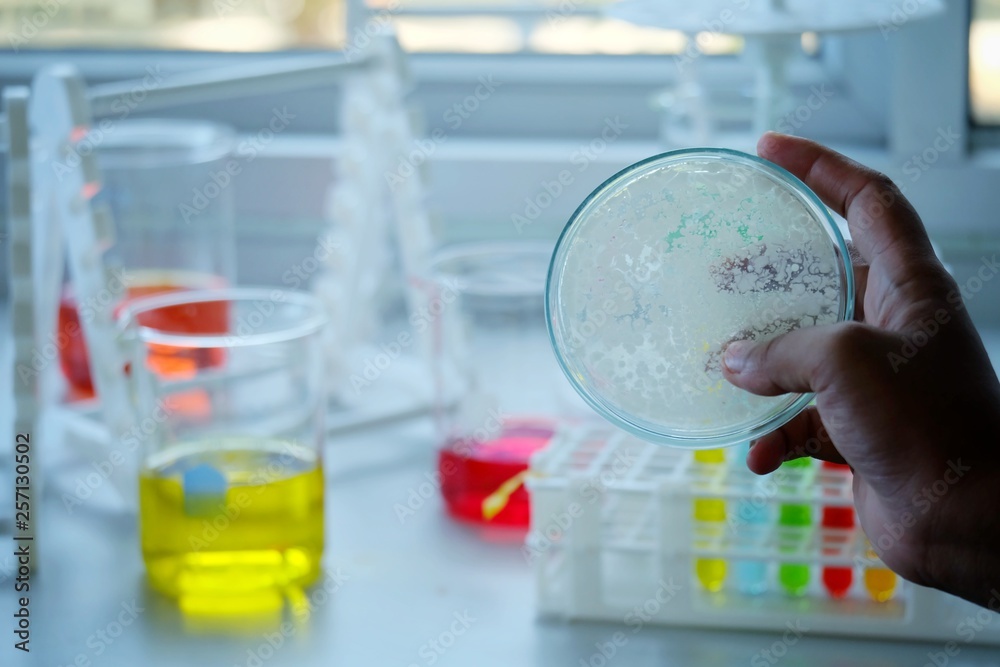 Petri dish for culture in laboratories. and Bacterial colonies culture ...