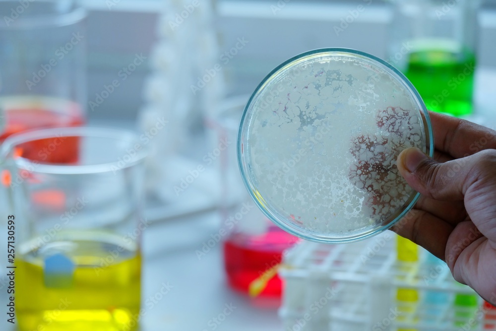 Petri dish for culture in laboratories. and Bacterial colonies culture ...