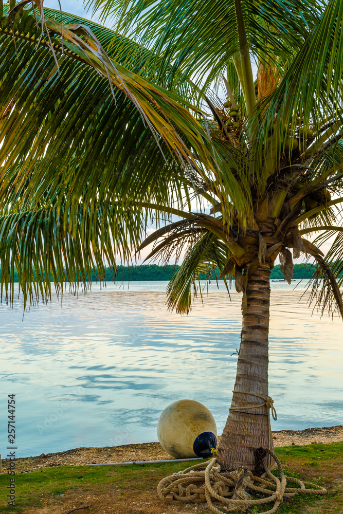 Coconut Palm Tree Trunk