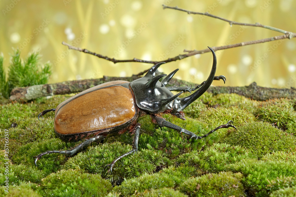 Unicorn beetle (Eupatorus graciliconis) also known as the Five-horned ...