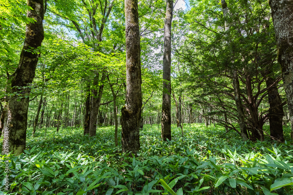 Summer Forest Landscape,Pathway at Kamikochi in Japan Stock Photo ...