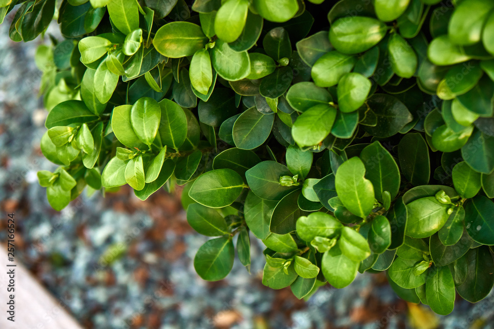 Buxus Sempervirens Leaf