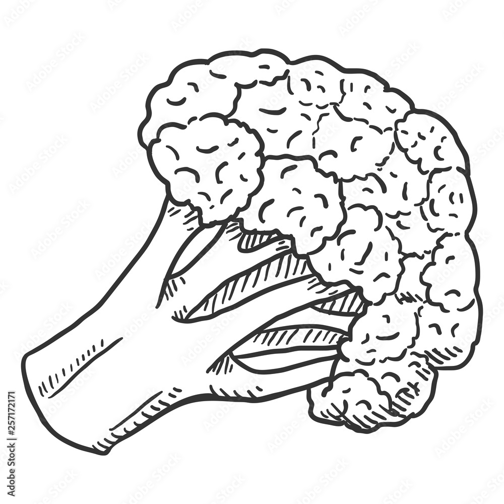 Cauliflower Line Drawing