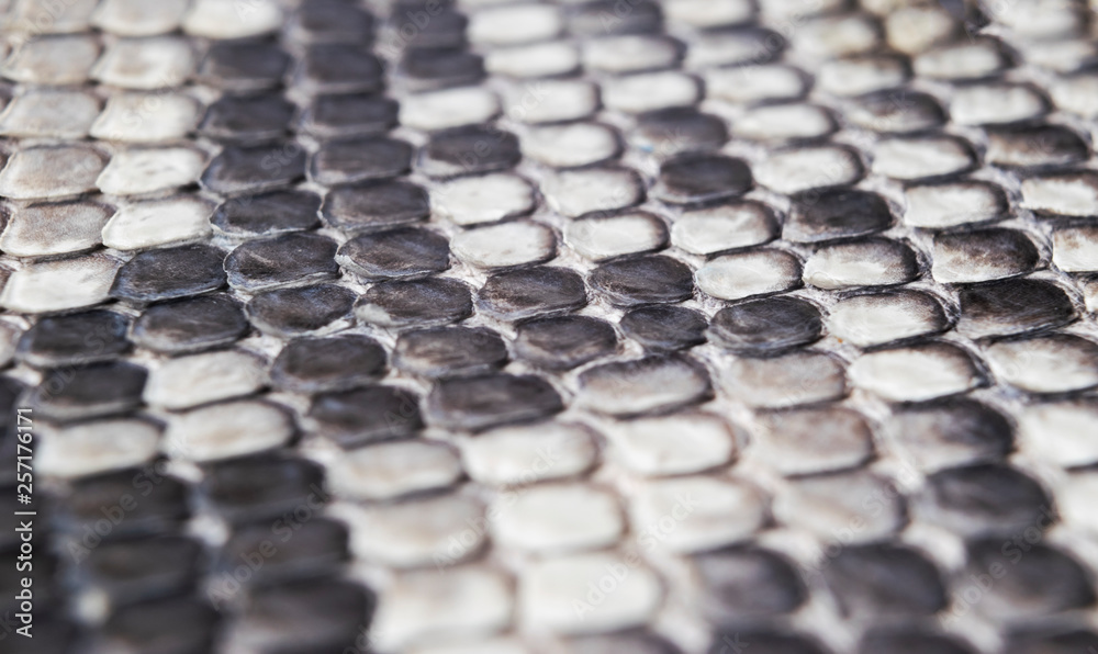 Structure natural snake skin pattern. Piton skin background. Python ...