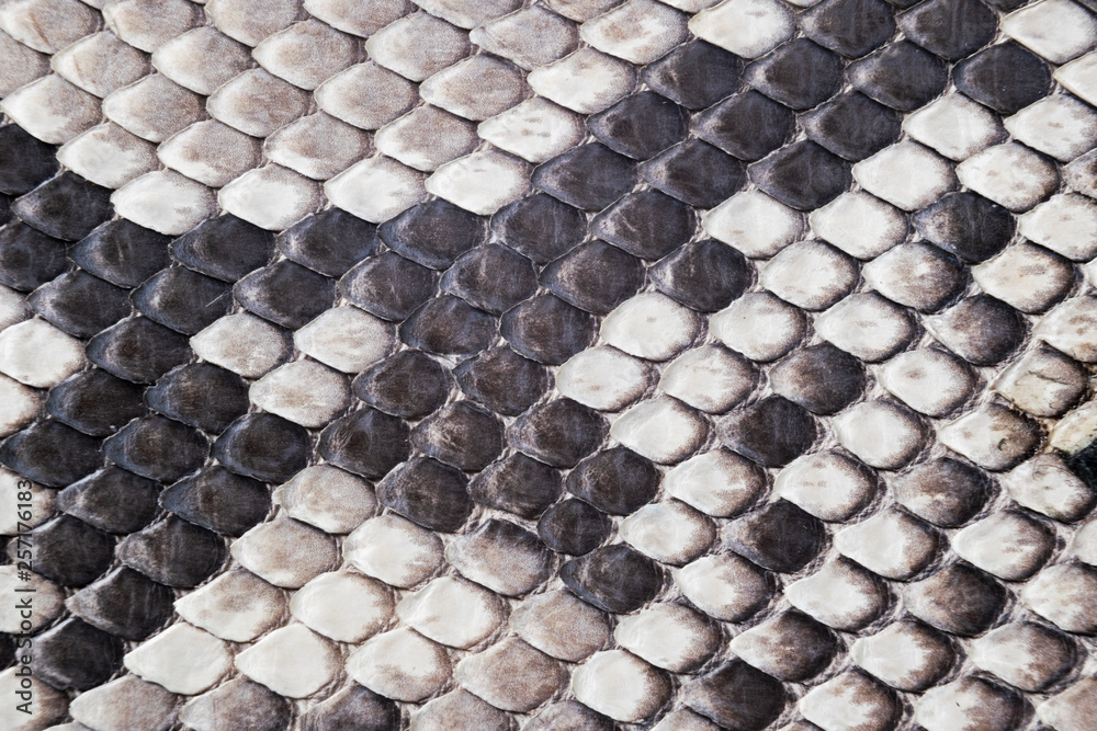Structure natural snake skin pattern. Piton skin background. Python ...