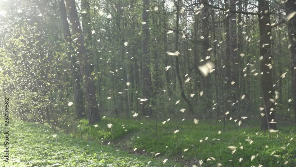 Vidéo Stock Black fly sometimes called a buffalo gnat, turkey gnat, or ...