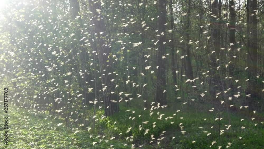 Black fly sometimes called a buffalo gnat, turkey gnat, or white socks ...