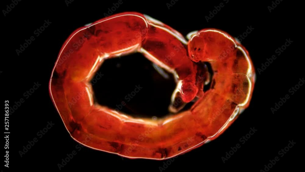 bloodworm under a microscope, is the larva of a mosquito of the family ...