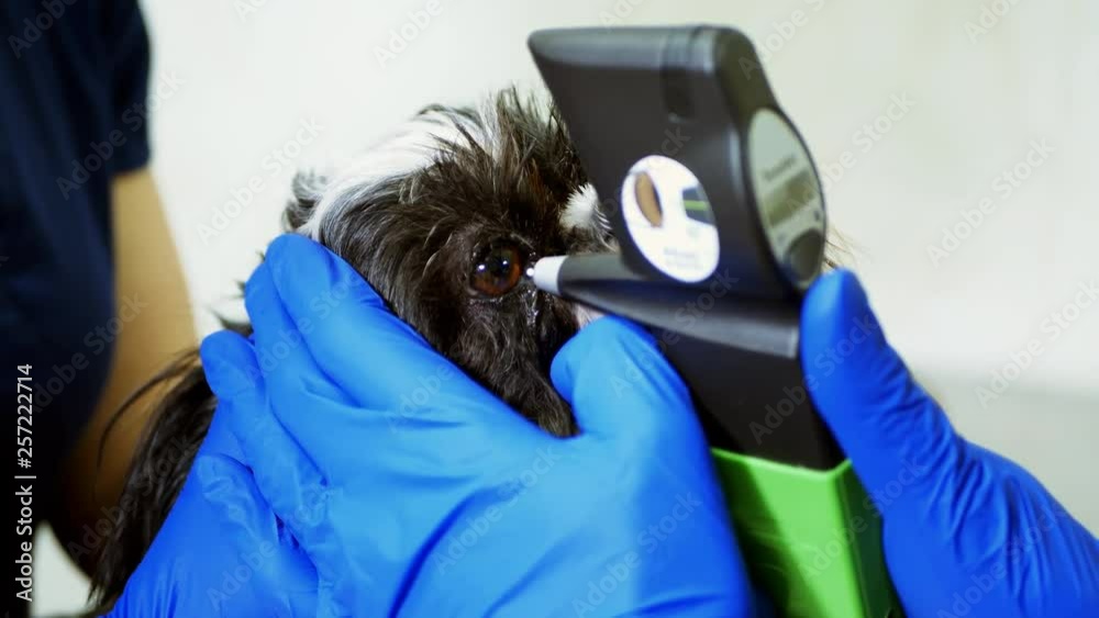 A veterinarian checks a dog's eye with an apparatus for checking ...