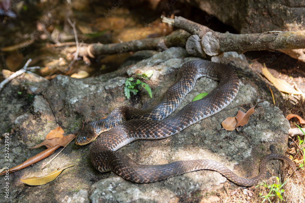Snake sun bathing in the rain forest on Phu Quoc Island, Vietnam Stock ...