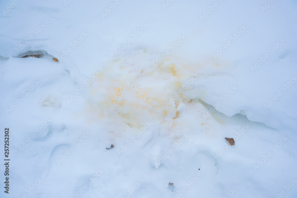Traces of urine of animals in the snow. Horse urine on the ice surface ...