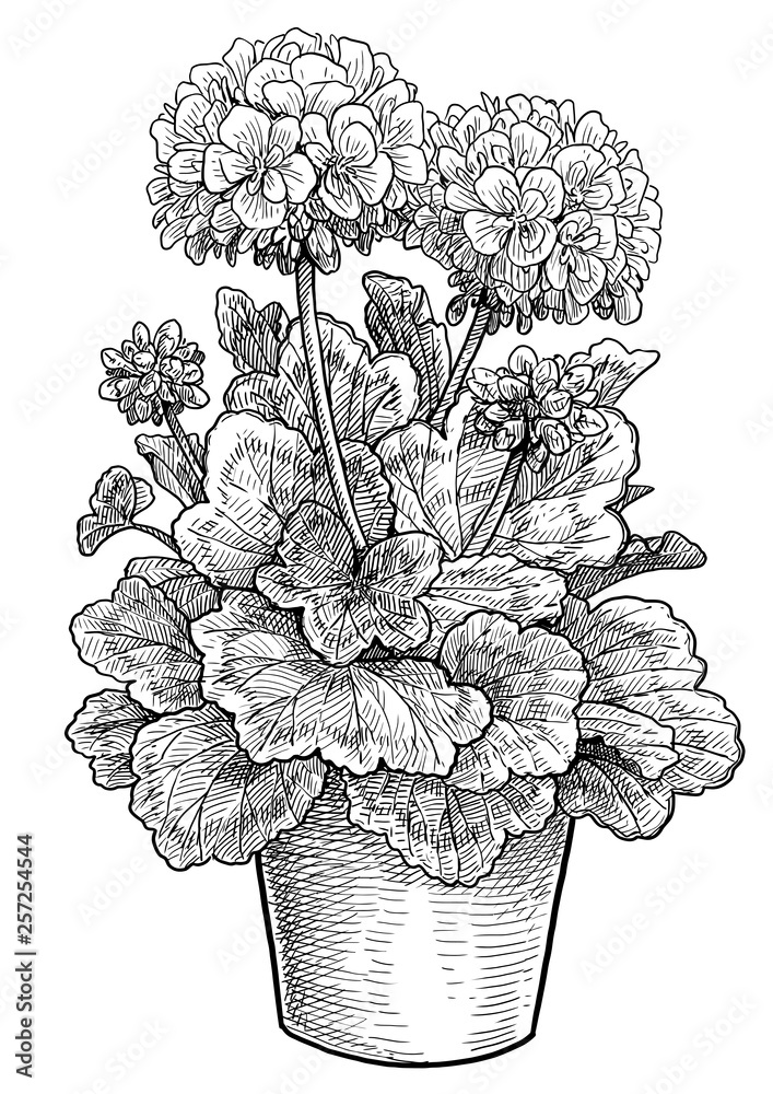 Geranium in pot illustration, drawing, engraving, ink, line art, vector ...