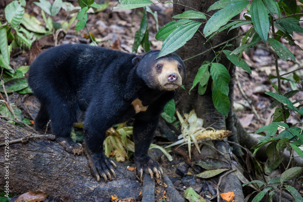 Sun bear, Helarctos malayanus, the smallest bear in the world, the sun ...