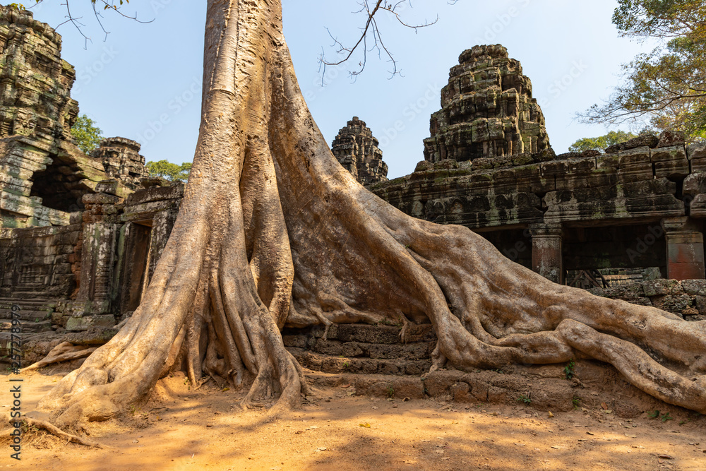 Banyan tree roots in Banteay Kdei temple is Khmer ancient temple in ...