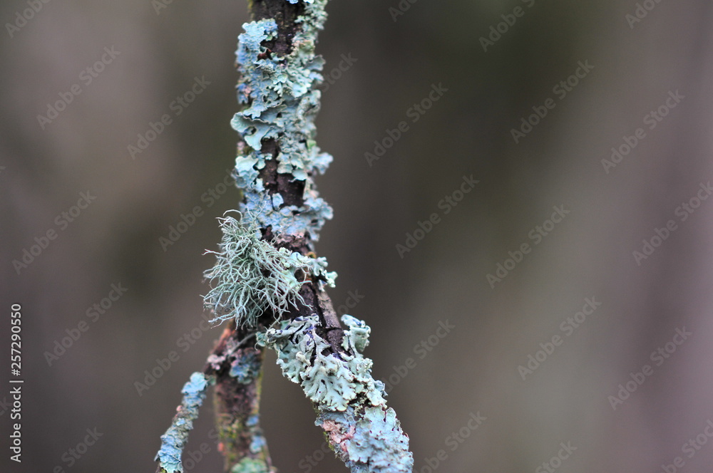 Hypogymnia physodes and Usnea filipendula (fishbone beard lichen ...