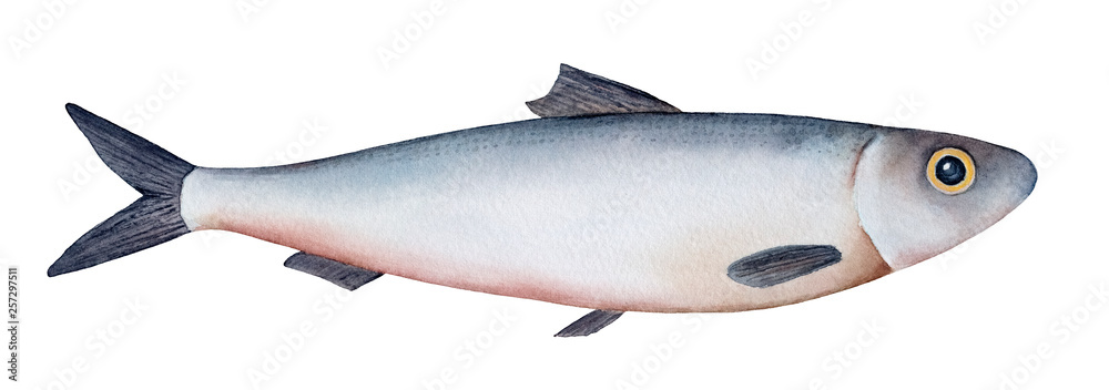 Little sea fish watercolour illustration (atlantic herring, sardine ...