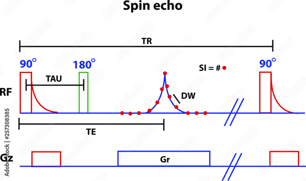 Schematic diagram vector of a spin echo used for MRI and NMR Stock ...