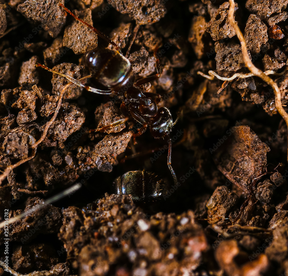 Nature in Macro - Ant Insect in macro view, ant head, alitrunk, petiole ...