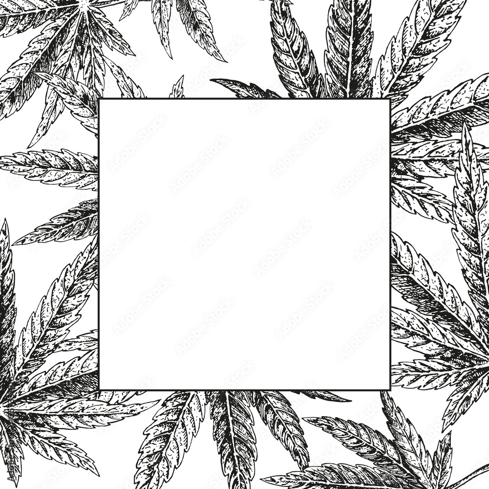 Hand drawn hemp background. Cannabis leaf. Vector sketch of marijuana ...