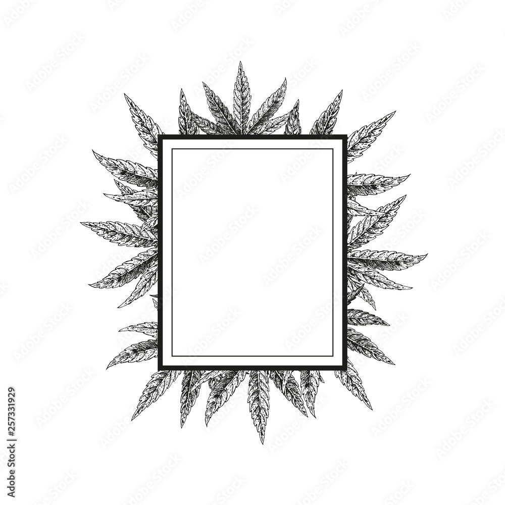 Hand drawn hemp background. Cannabis leaf. Vector sketch of marijuana ...