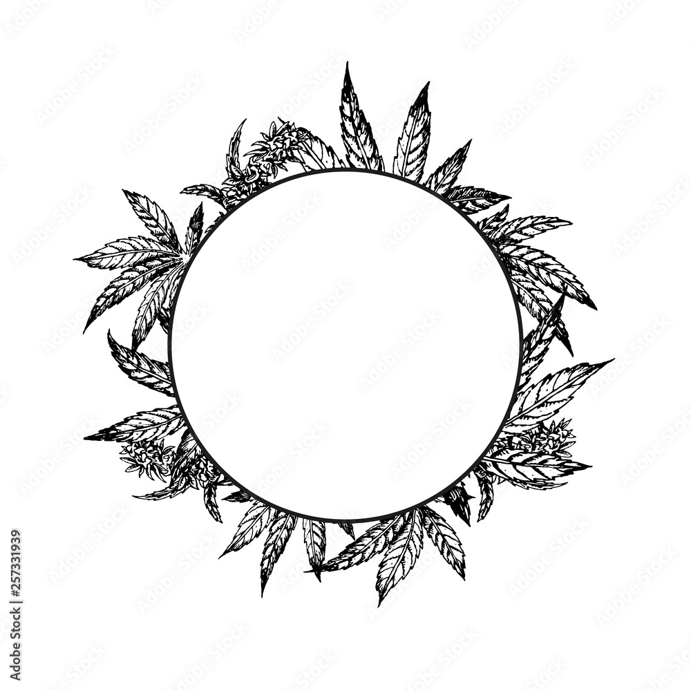 Hand drawn hemp background. Cannabis leaf. Vector sketch of marijuana ...