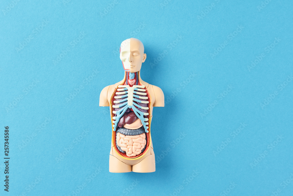Anatomical model of human body with internal organs on a blue ...