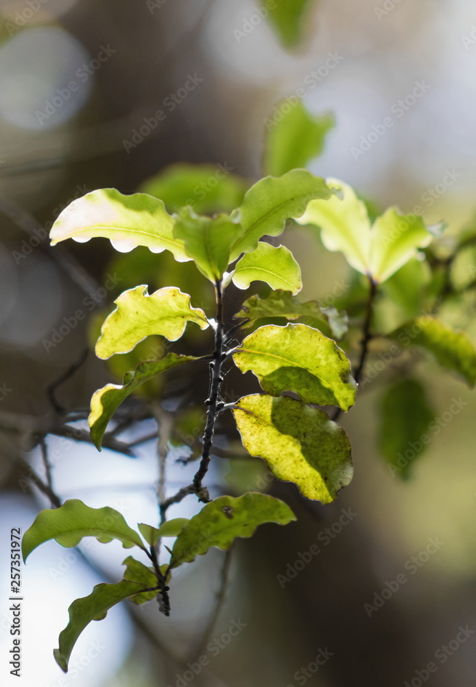 Fotografia do Stock: Closeup image of Myrsine australis leaves ...