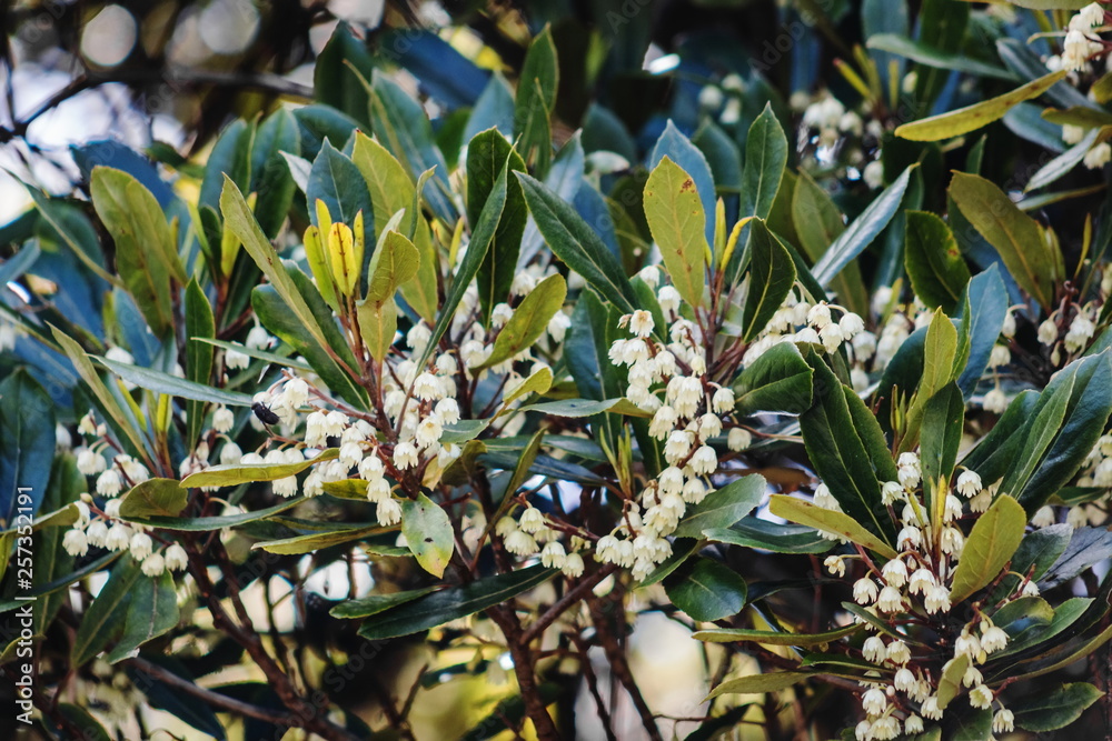 Elaeocarpus dentatus, commonly known as hinau, is a native lowland ...