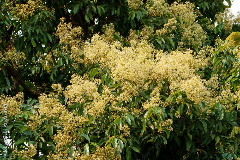 Lychee Tree Flower