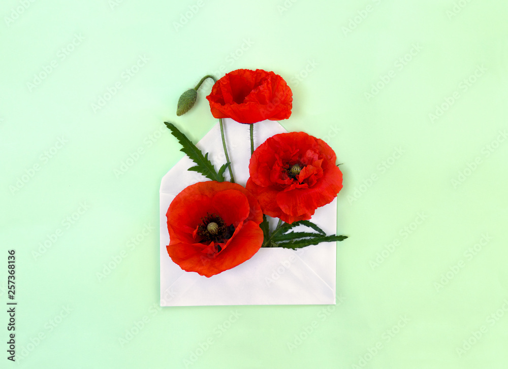 Flowers red poppies and bud with leaves ( corn poppy, corn rose, red ...