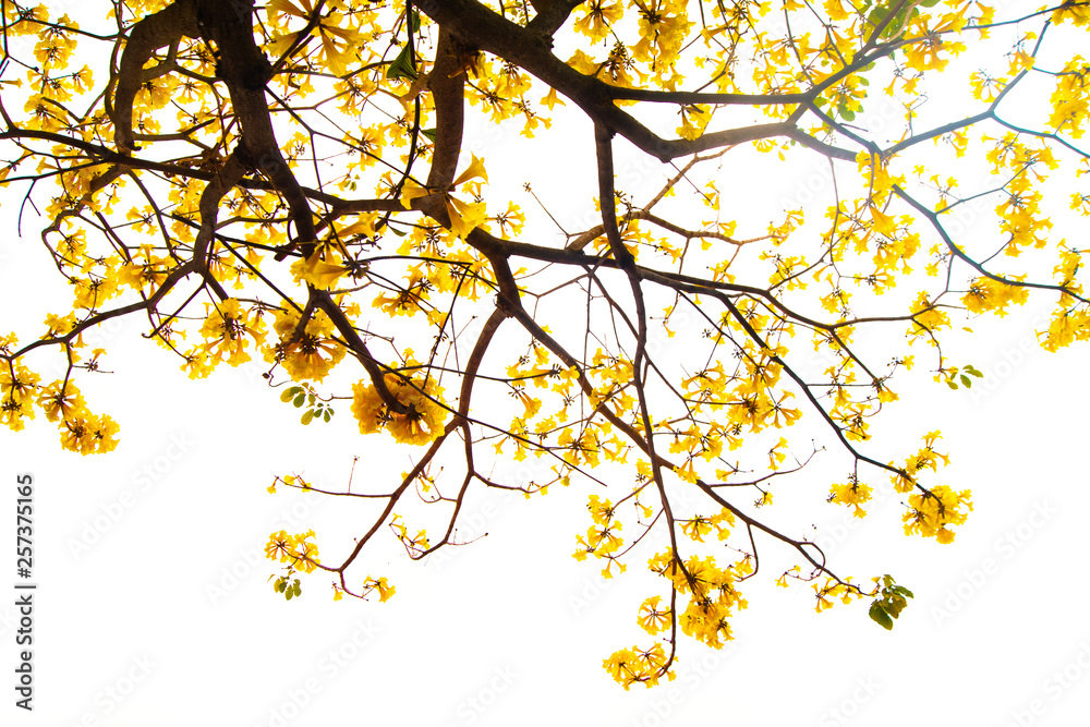 The tree is full of golden yellow, Commonly known as the golden tree ...