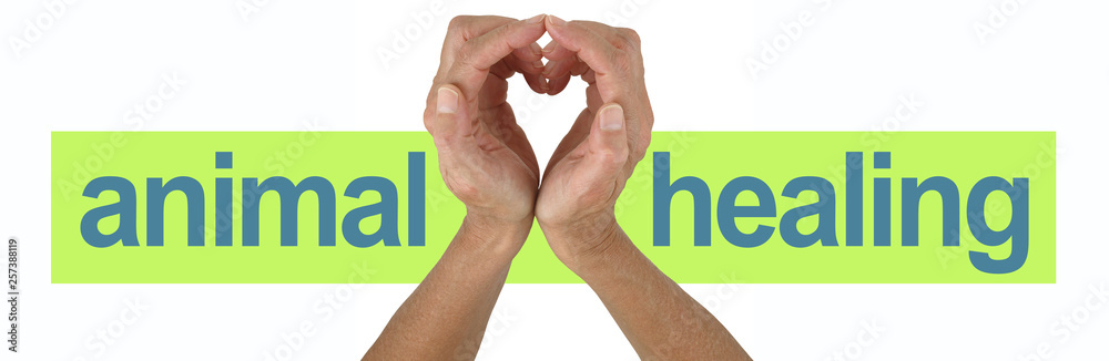 Put your love into Animal Healing - female hands making a heart shape ...