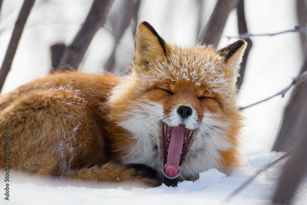Stockfoto A funny red fox yawns, opening its mouth wide and sticking ...