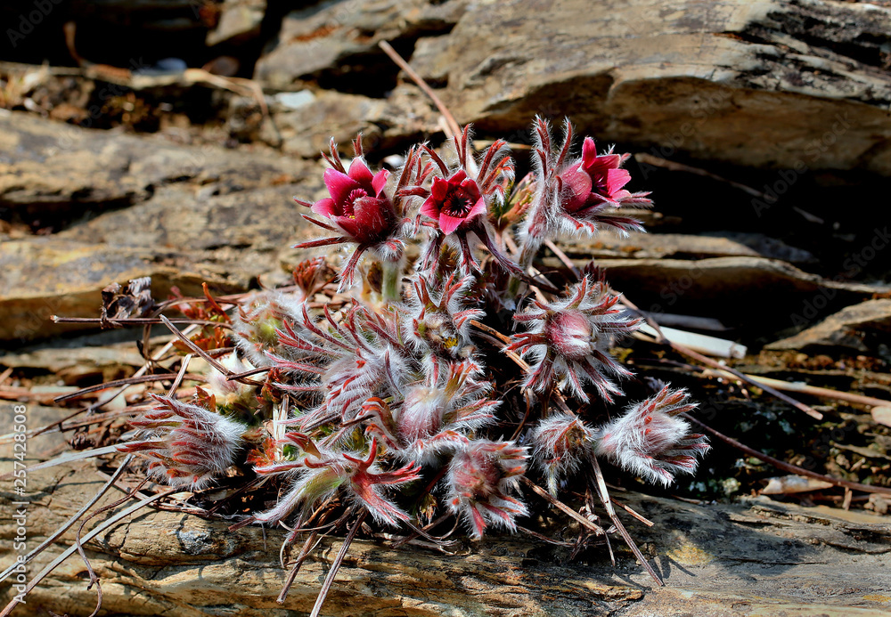 Donggang pasque-flower is an endemic species of South Korea and is ...