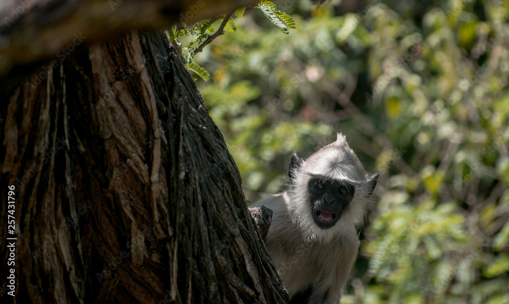 Angry monkey on a tree Stock Photo | Adobe Stock