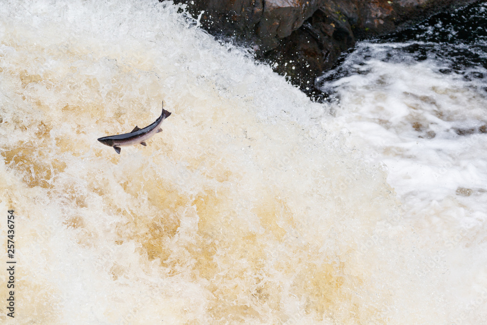 Large Atlantic salmon leaping up the waterfall on their way migration ...