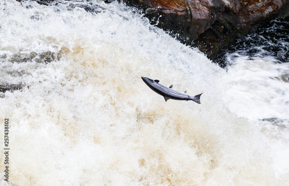 Large Atlantic Salmon Leaping Up The Waterfall On Their Way Migration Route To Their Spawning